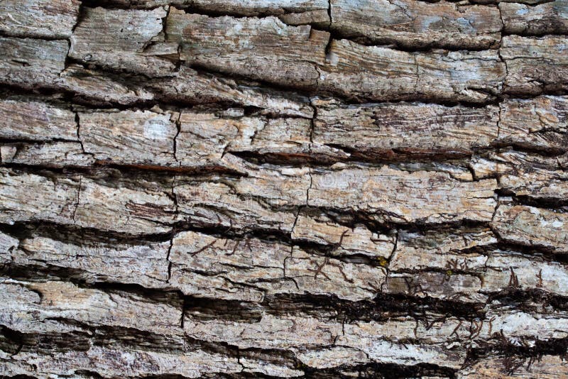 Rugged Natural Wood Surface Texture Background Stock Image - Image of ...