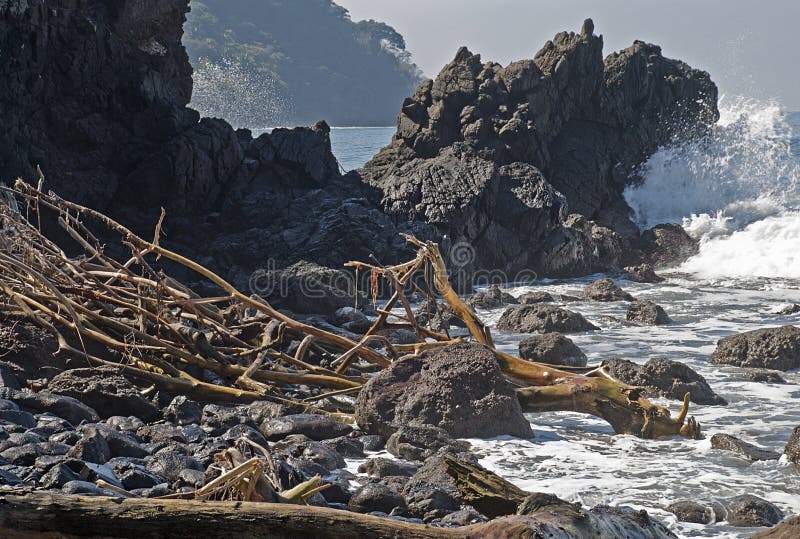 Rugged Ocean Coast with Driftwood Stock Photo - Image of pacific ...