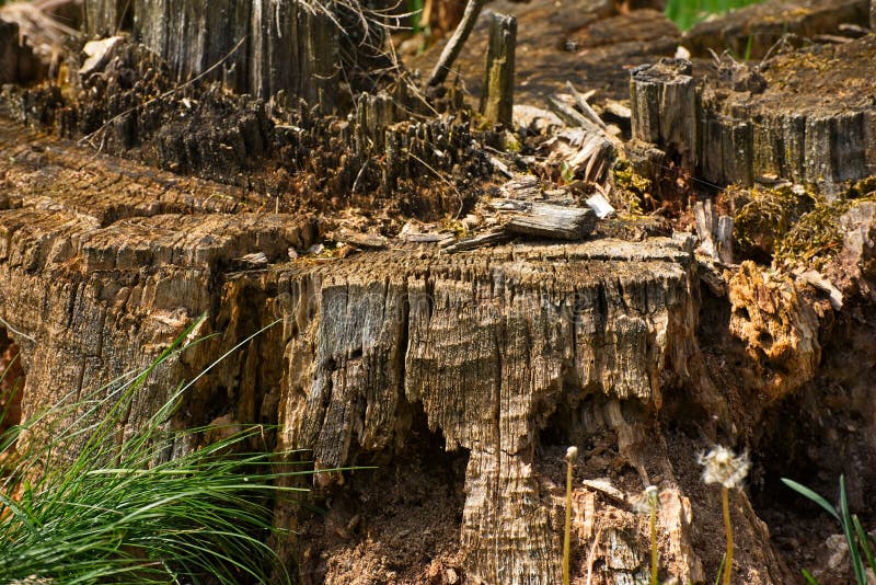Rugged Old Tree Stump Closeup Stock Image - Image of rotting, growth ...