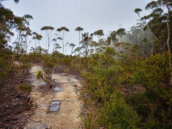 Rugged Path through Australian Bush Stock Photo - Image of river ...