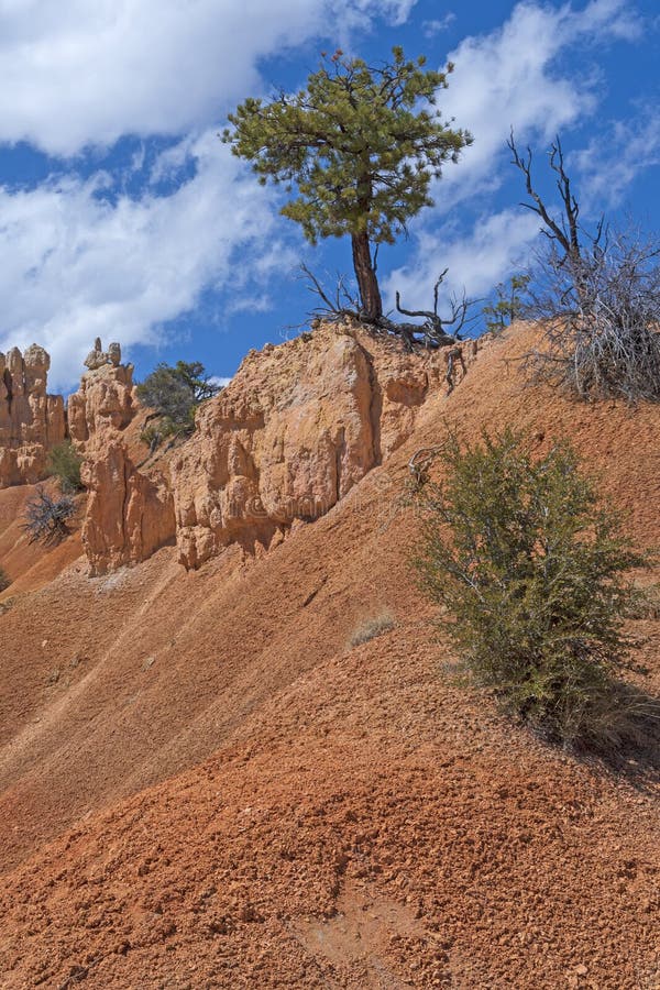Rugged Pine Tree Growing on Arid Rock Stock Image - Image of rock ...