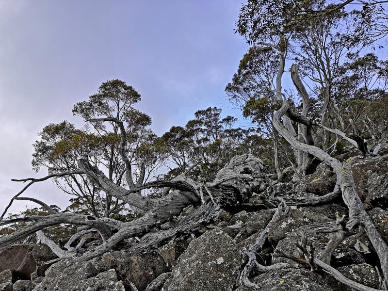 Rugged Rocks and Winding, Entangled Trees Along the Mount Wellington ...