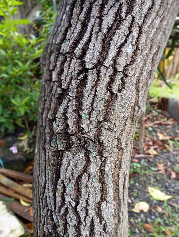 Mango tree bark texture stock image. Image of deciduous - 366351417