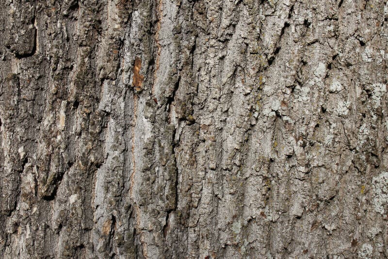 Rugged Tree Bark Texture Background Stock Photo - Image of grain ...