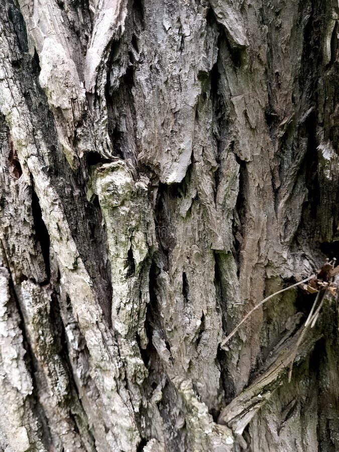 Rugged Tree Bark Texture stock image. Image of texture - 387050329