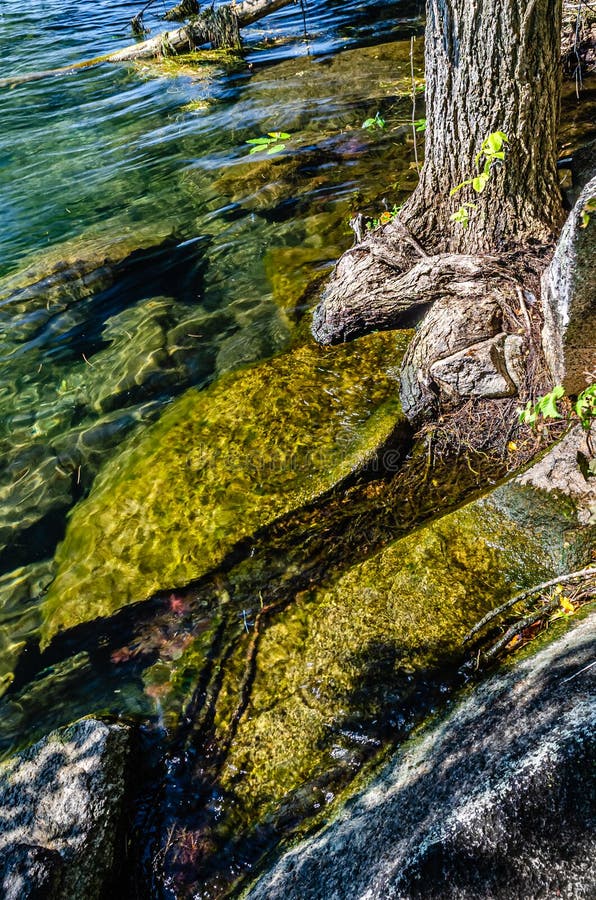 Rugged Tree Roots Gripping Rocks in a River Stock Photo - Image of ...