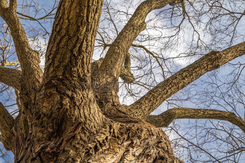 Rugged Tree Trunk Seen from the Bottom Stock Photo - Image of ancient ...