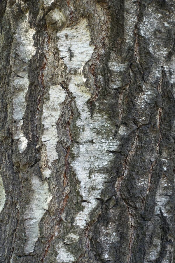 Rugged White Bark of Silver Birch Texture Stock Image - Image of white ...