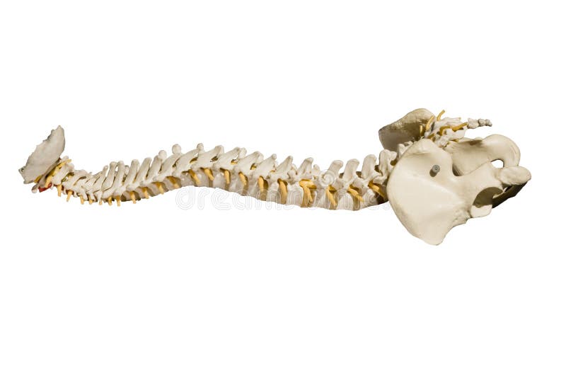 Ruggegraat stock afbeelding. Image of ruggewervels, achtergrond - 16918197