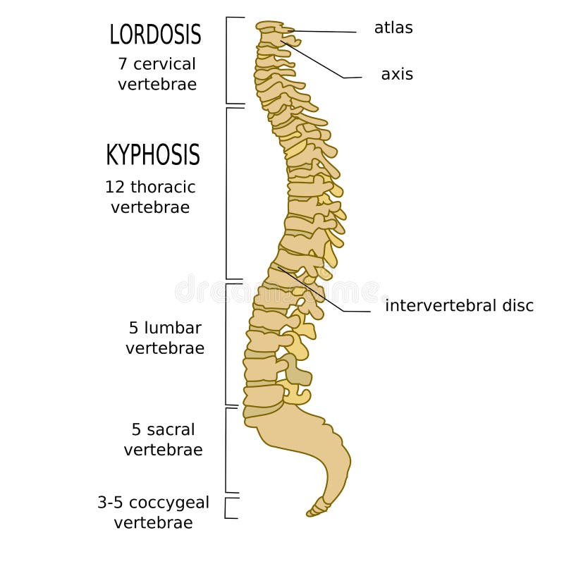 Ruggegraat stock illustratie. Illustration of symbool - 19163615