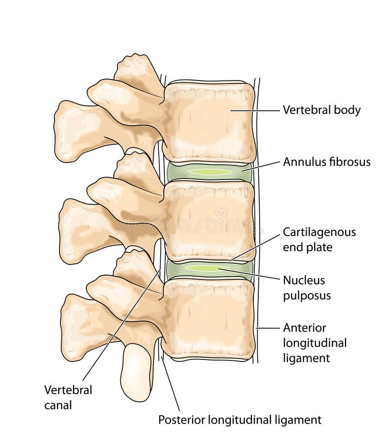 Ruggewervel vector illustratie. Illustration of wervel - 13078690