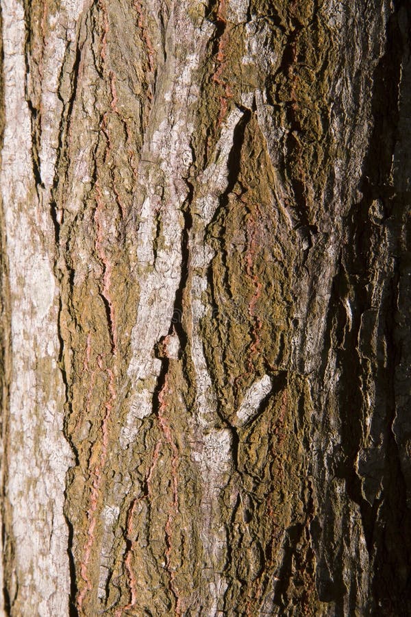 Ruggish and Rusty Tree Trunks Texture Stock Image - Image of texture ...