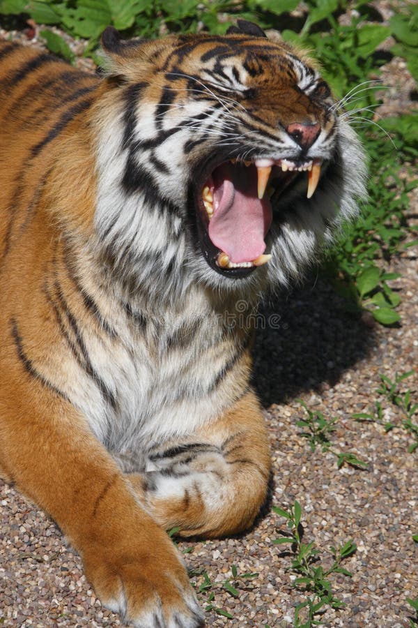 Ruggito della tigre fotografia stock. Immagine di ricerca - 14542838