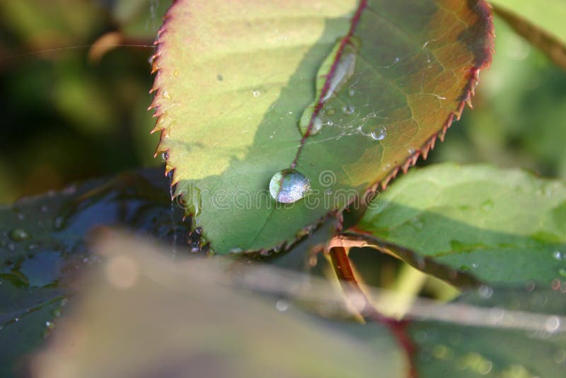 Rugiada immagine stock. Immagine di acqua, condensazione - 55621935