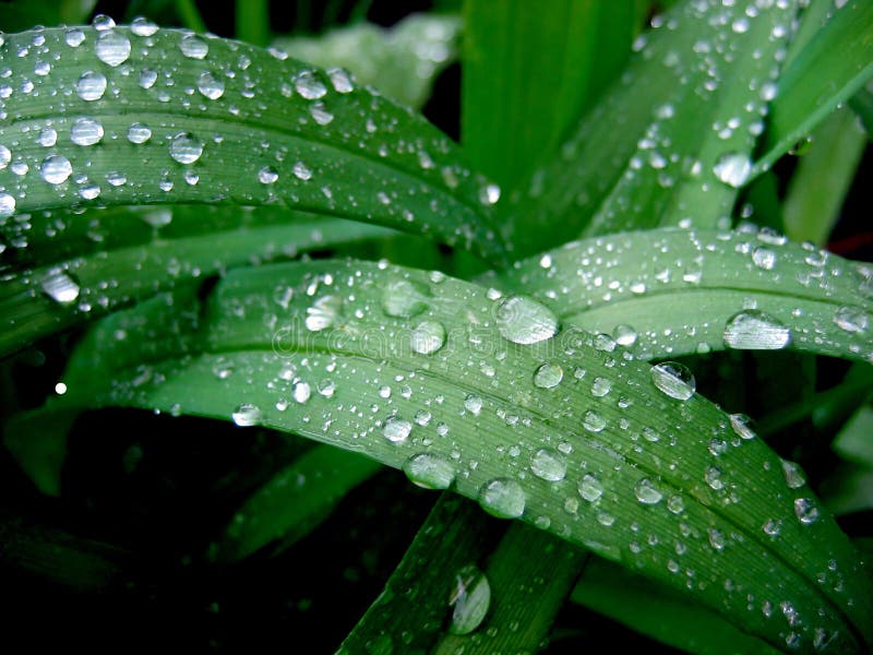 Rugiada fotografia stock. Immagine di acquerugiola, goccia - 5929168