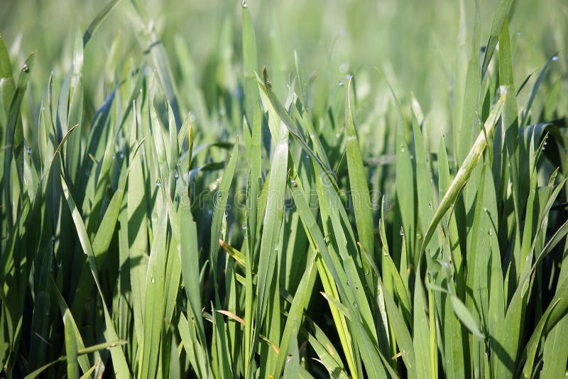Rugiada sul grano verde fotografia stock. Immagine di pianta - 39390298
