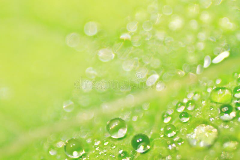 Rugiada sulla foglia verde fotografia stock. Immagine di naughty - 32872100