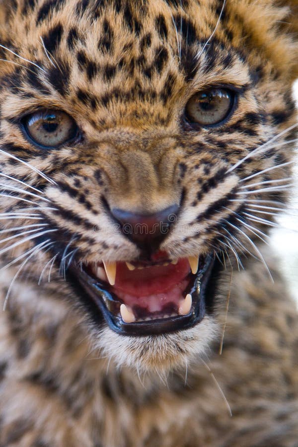 Rugido Del Cachorro Del Leopardo Foto de archivo - Imagen de colmillo ...