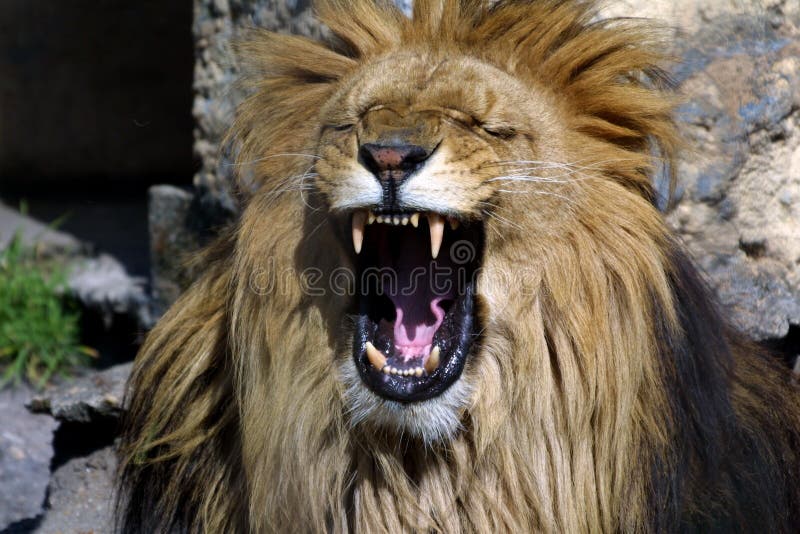 Rugido del león imagen de archivo. Imagen de sabana, peligroso - 4244697