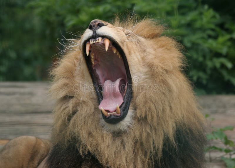 Rugido do leão foto de stock. Imagem de selvagem, inteiramente - 12291098