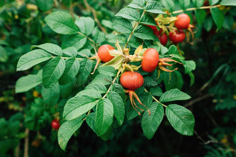 Rugosa Rose Bush, Also Known As Beach Rose or Letchberry Stock Image ...