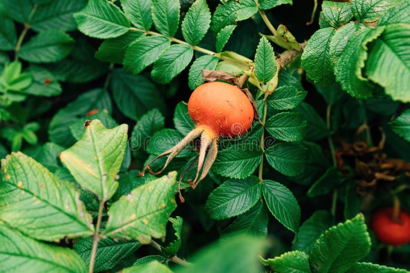 Rugosa Rose Bush, Also Known As Beach Rose or Letchberry Stock Image ...