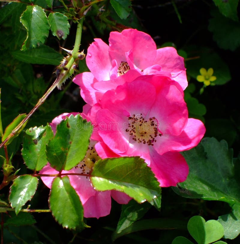 Rugosa Rose stock image. Image of hedge, rose, rigorous - 31231553