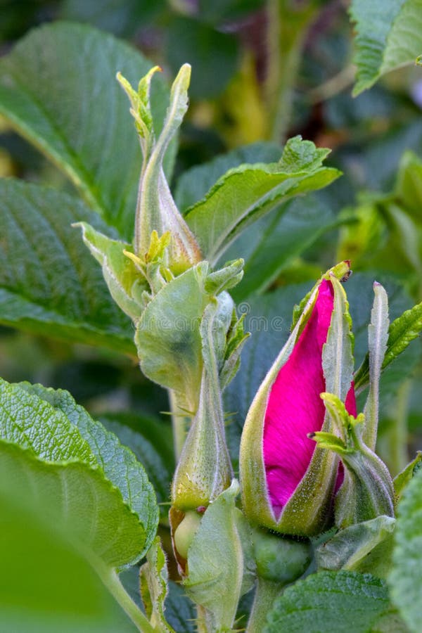 Rugosa Rose Pink and Green Bud 06 Stock Image - Image of garden, rosa ...
