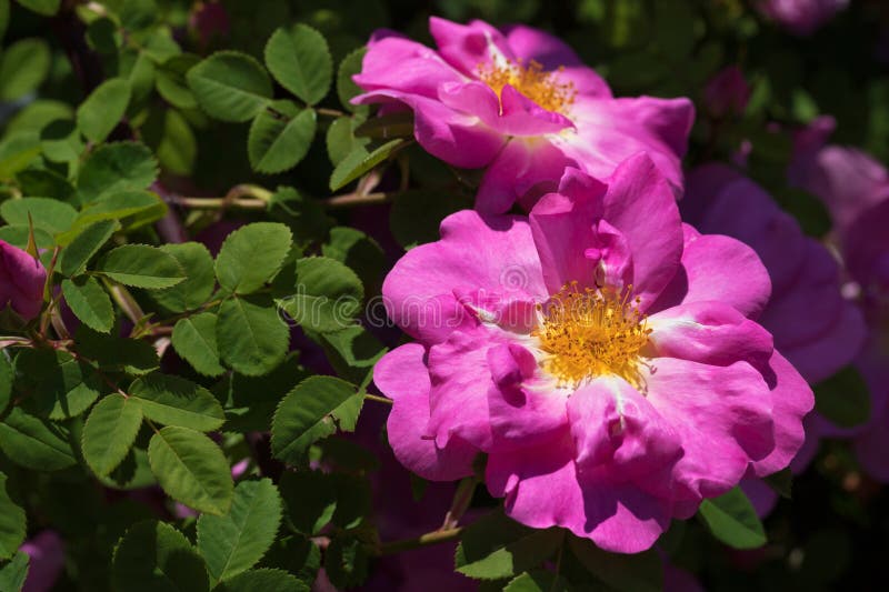 Rugosa Rose, Pink Wild Rose in Bloom Stock Image - Image of petals ...