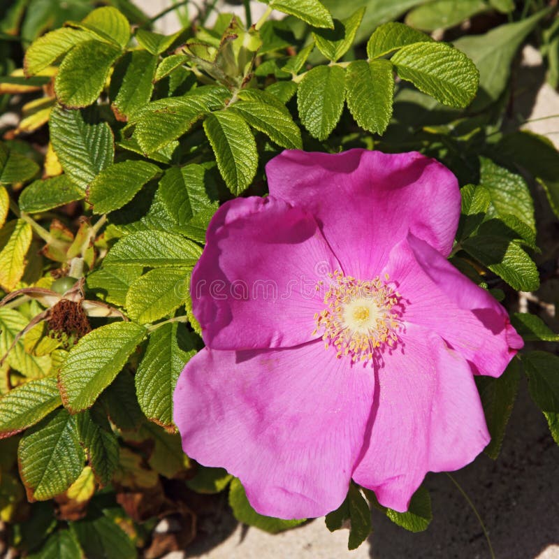 Rugosa rose (Rosa rugosa) stock photo. Image of leaf - 21560790