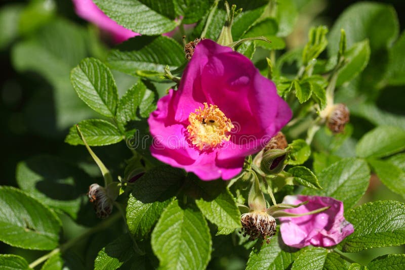 Rugosa Rose (Rosa rugose) photo stock. Image du wildflower - 75689290