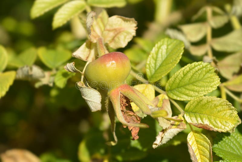 Rugosa rose stock image. Image of spring, hedgerow, green - 254086225