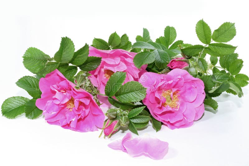 Branch of climbing rose stock image. Image of botany - 169012313