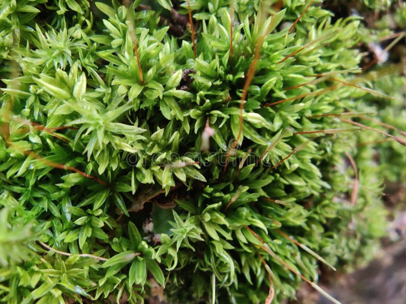 Rugose Forkmoss, Dicranum Polysetum or Dicranales Stock Image - Image ...