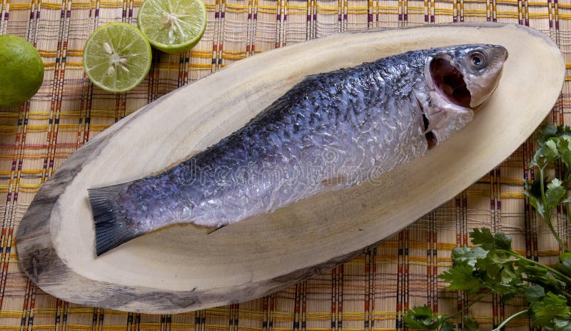 Ruhi Fish Stock Photos - Free & Royalty-Free Stock Photos from Dreamstime