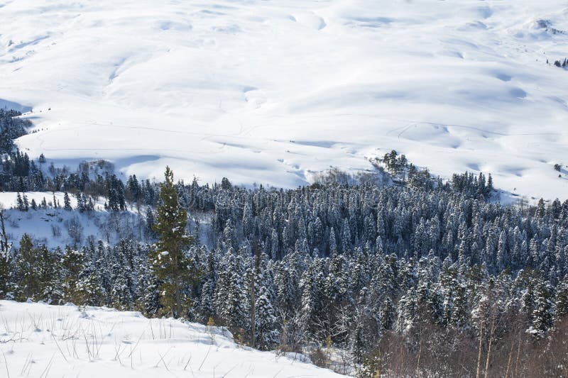 Ruhige Winter-Landschaft, Schneien Im Wald Stockfoto - Bild von ...