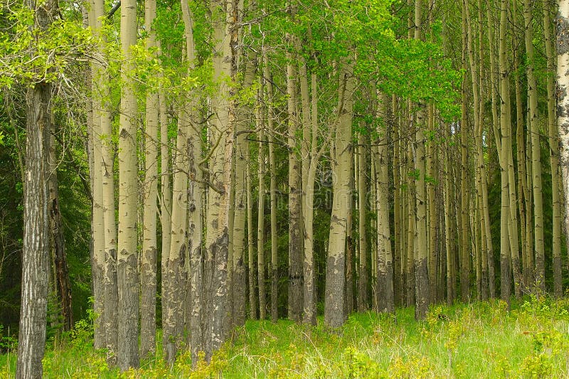 Ruhiger Forest Mountain Stream Stockbild - Bild von ruhig ...