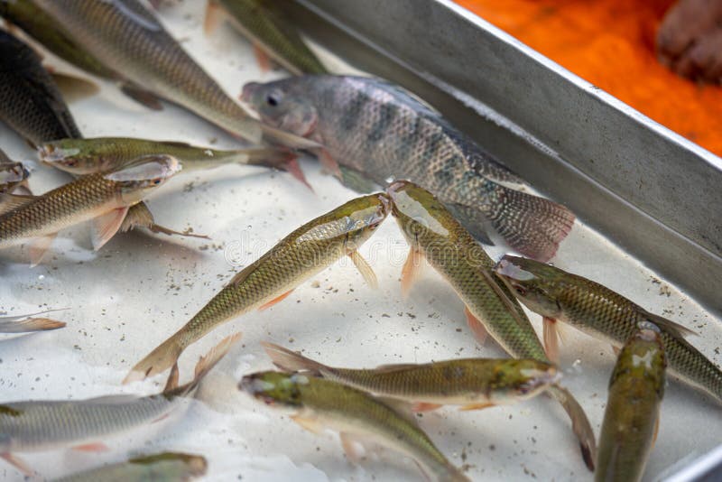 Rui Fish Inside the Water in a Container Stock Image - Image of animal ...