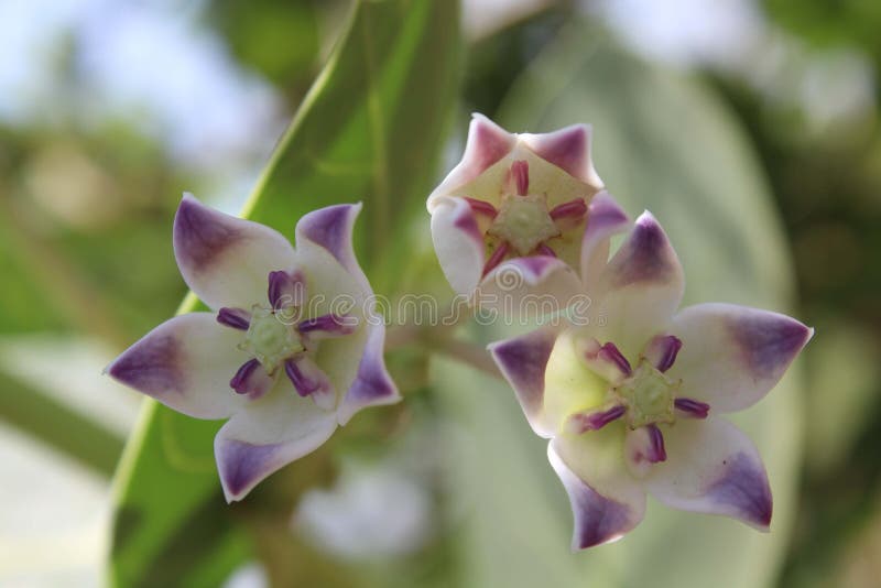 Rui flowers stock image. Image of shot, close, flowers - 93227431