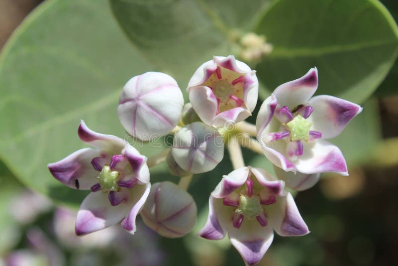 Rui flowers stock image. Image of shot, close, flowers - 93227431