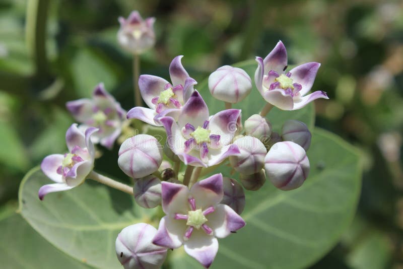 Rui flowers stock image. Image of shot, close, flowers - 93227431