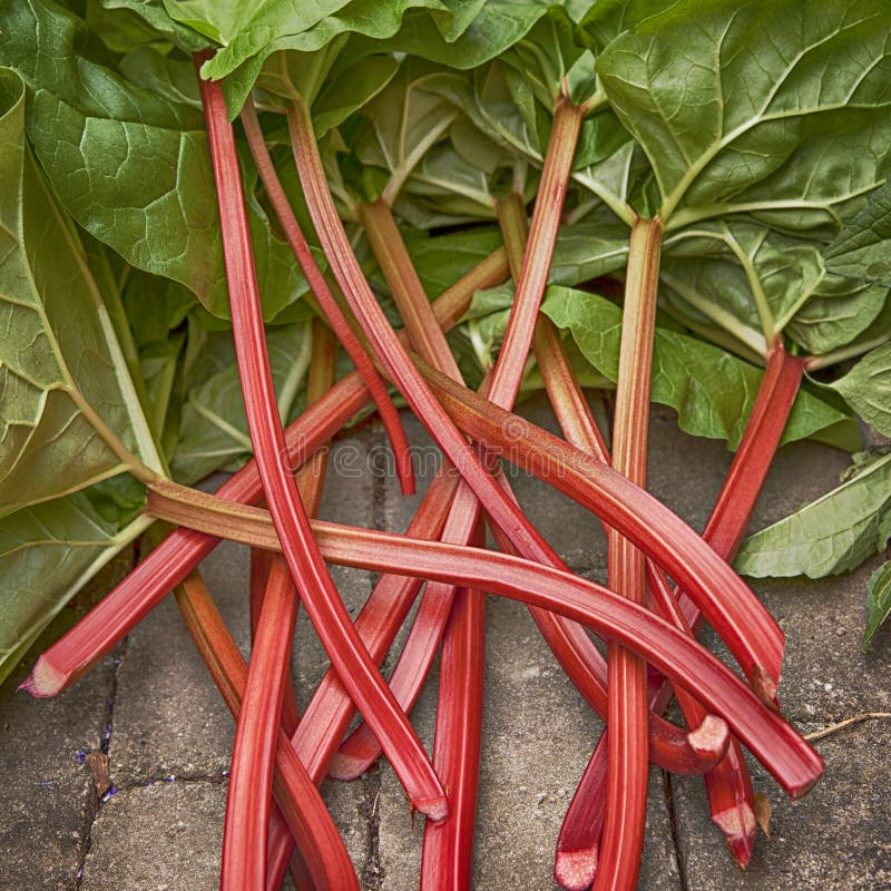 Planta De Ruibarbo Que Cresce Na Terra Foto de Stock - Imagem de ...