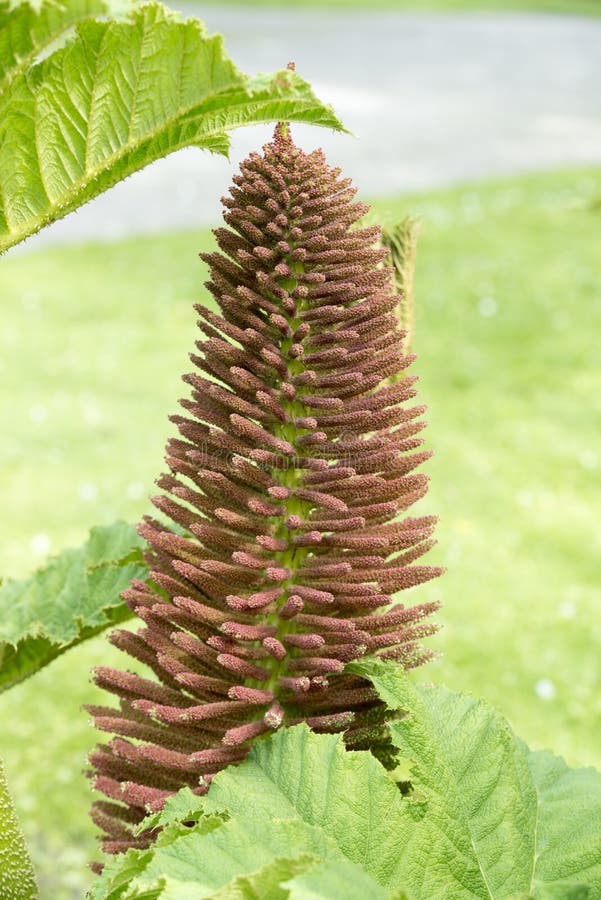 El Ruibarbo Gigante Gunnera Tinctoria Chilena Ruibarbo Chilemammutblatt ...