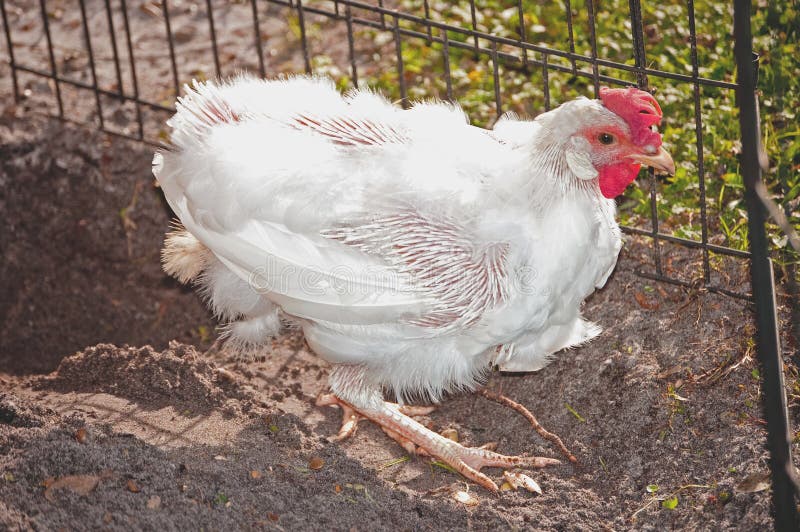 De Kip Van De Witte Leghorn Stock Foto - Image of dier, kippen: 27676140