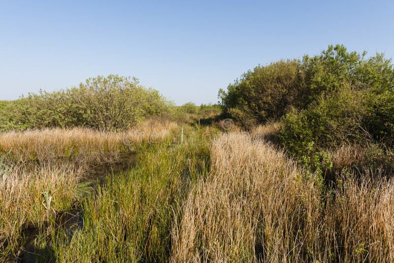 Reisig Stockfotos und Bilder - Laden Sie 6,108 lizenzfreie Fotos herunter
