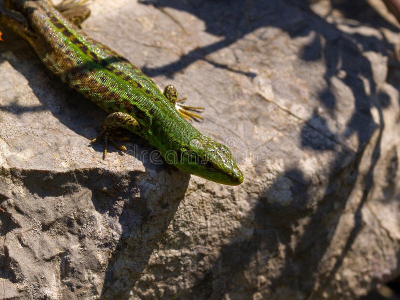 Ruin Lizard, Podarcis Siculu Stock Image - Image of reserve, reptiles ...