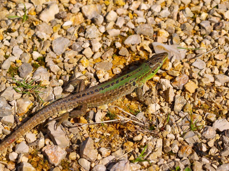 Ruin Lizard, Podarcis Siculu Stock Image - Image of green, siculus ...