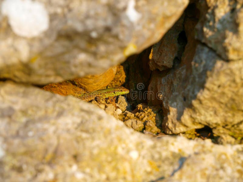 Ruin Lizard, Podarcis Siculu Stock Image - Image of macro, close: 203582661