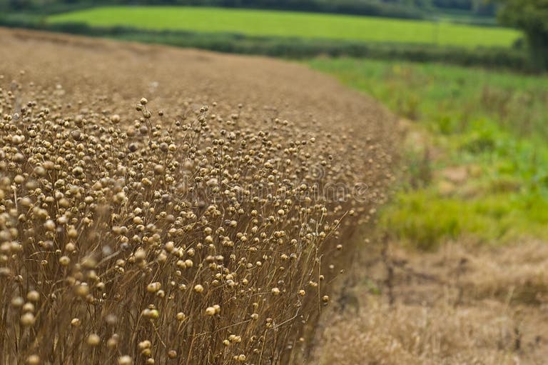 Bad Crops Climate Change Stock Photos - Free & Royalty-Free Stock ...