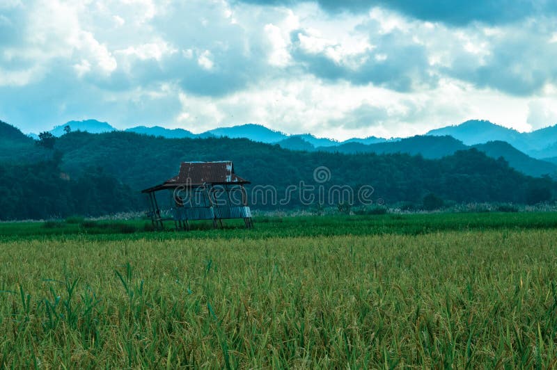 Ruined Farm House at Paddy Field Stock Photo - Image of ruined, paddy ...